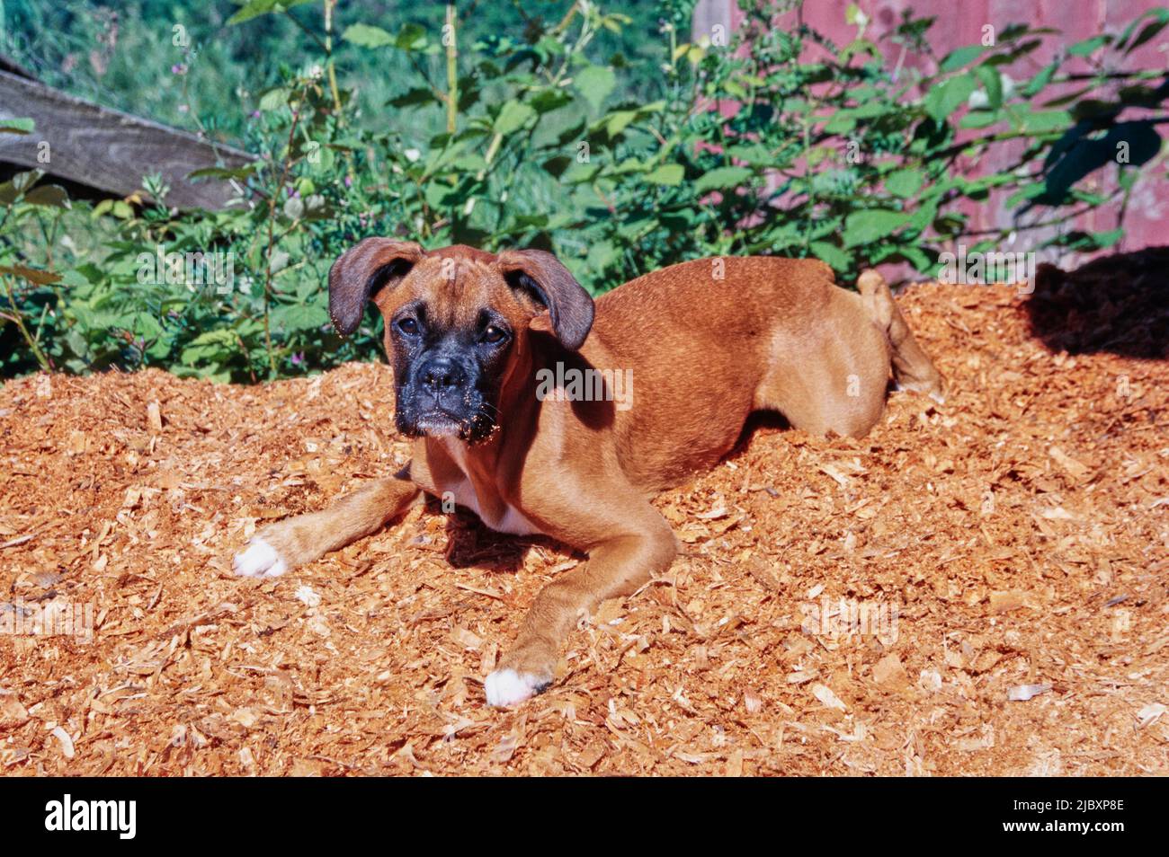 Boxer puppy dog laying in garden mulch Stock Photo - Alamy