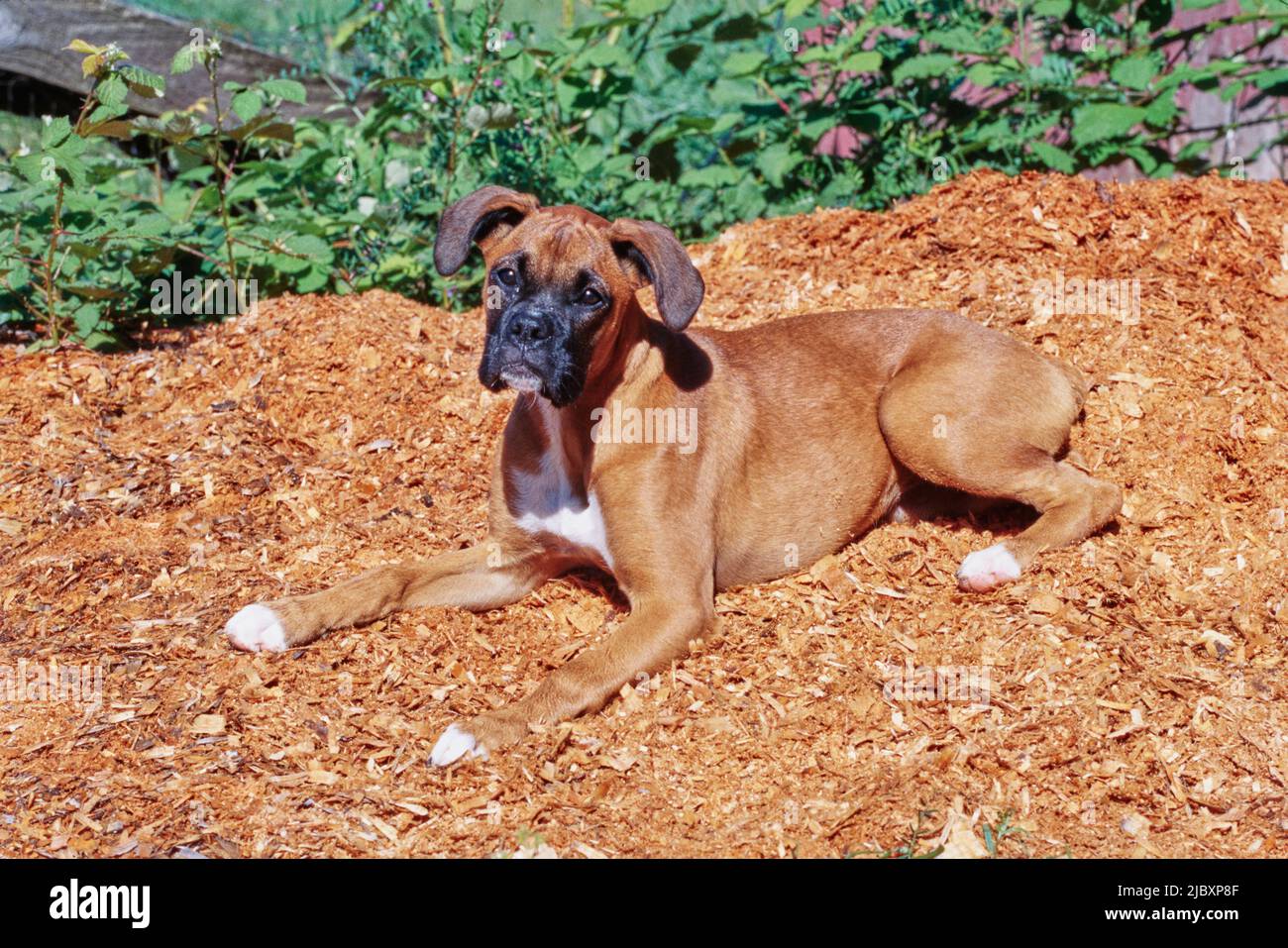 Boxer puppy garden hi-res stock photography and images - Alamy