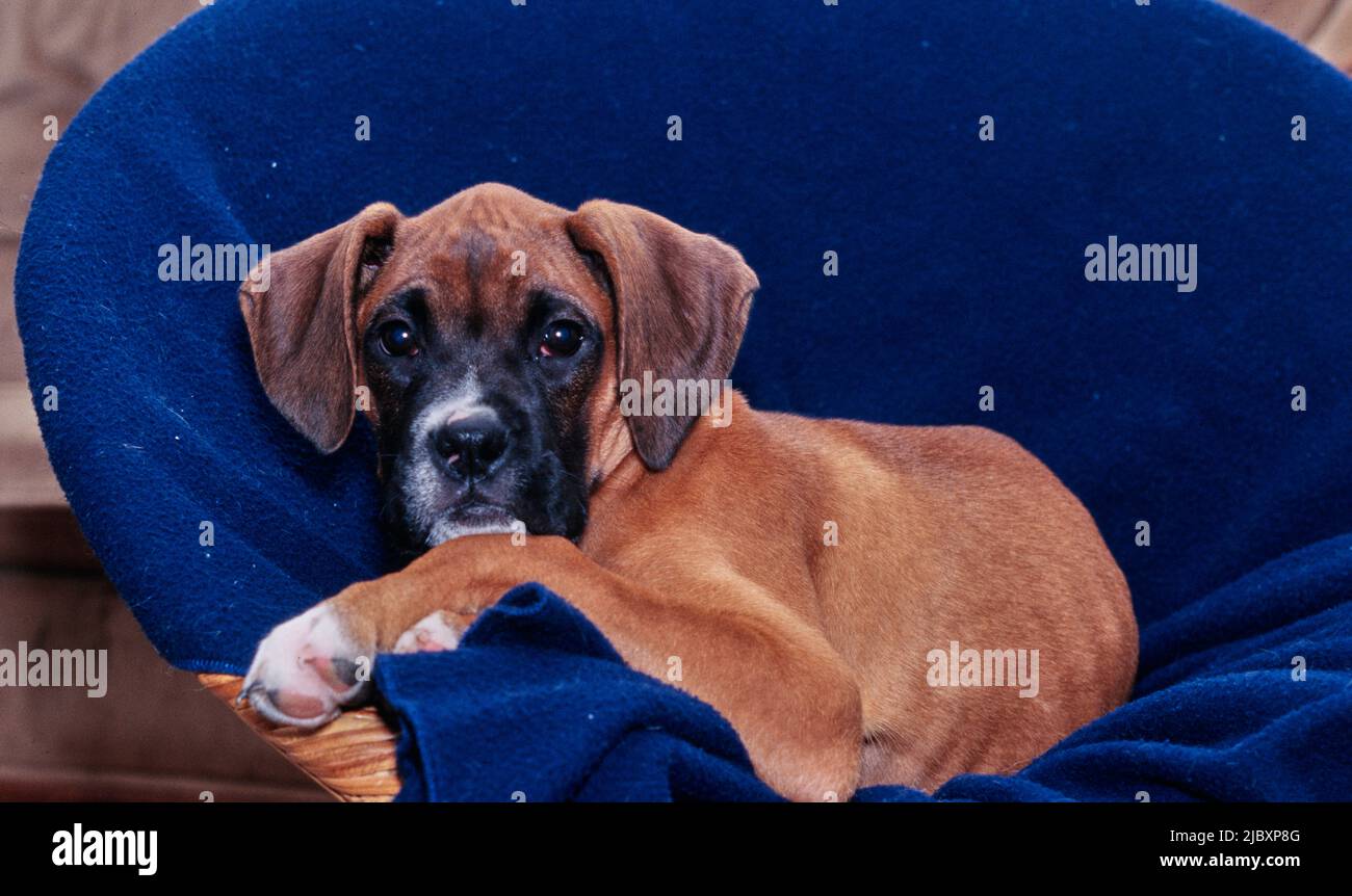 Boxer puppy dog sitting on a blue cloth draped chair Stock Photo - Alamy