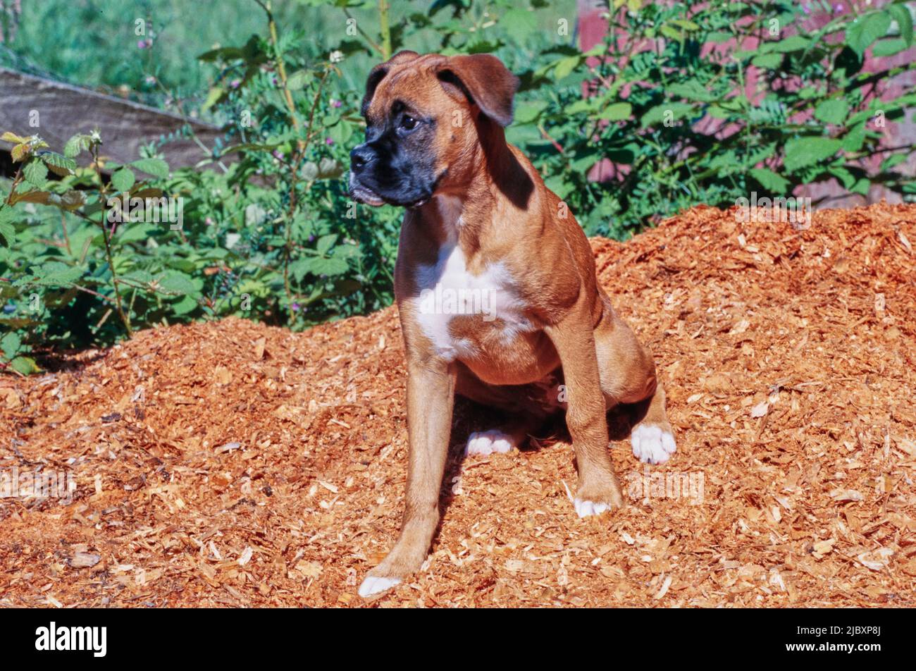 Boxer puppy garden hi-res stock photography and images - Alamy