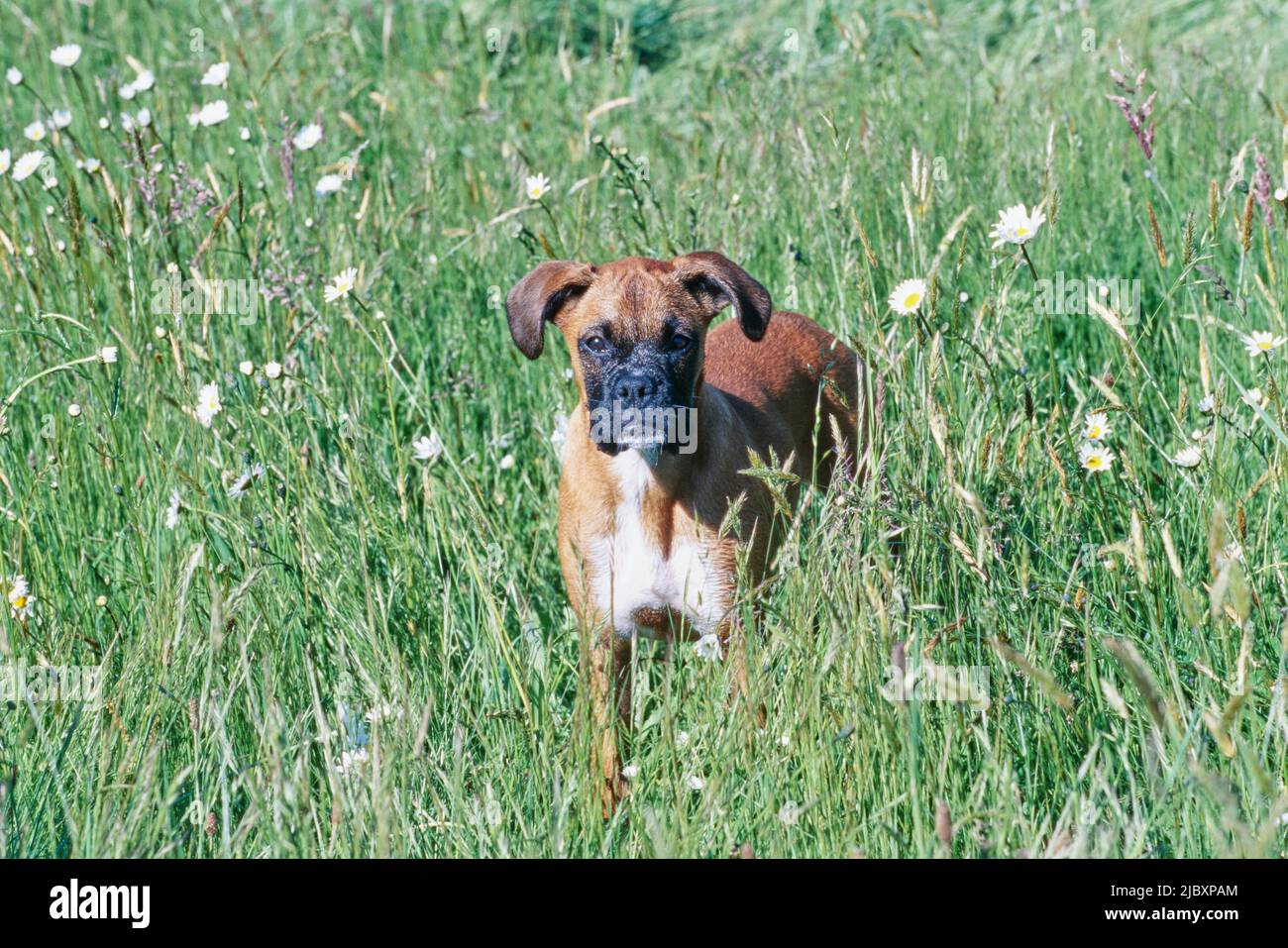 Boxer puppy dog standing in grassy field with wildflowers Stock Photo ...