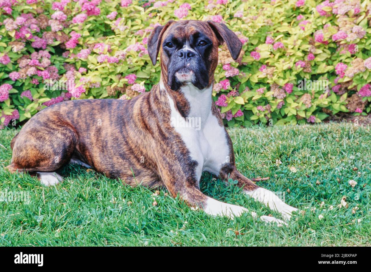 Brindle boxer puppy dog laying in grass with flowers in the background ...