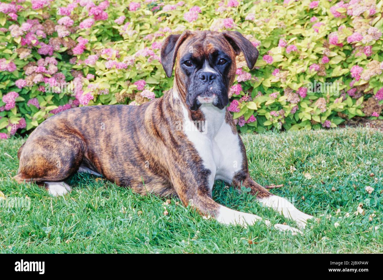 Brindle boxer puppy dog laying in grass with flowers in the background ...