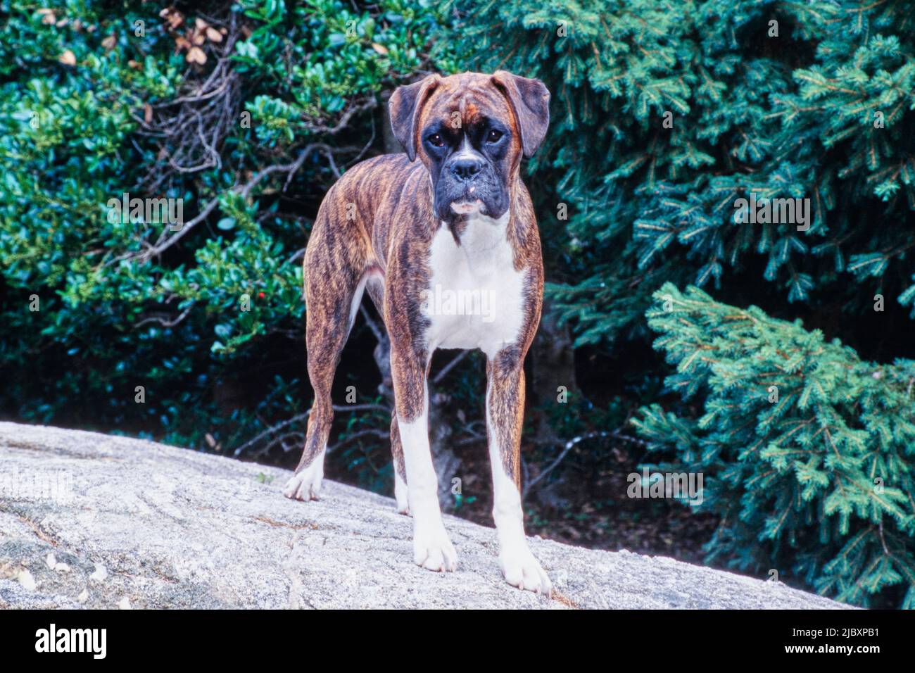 Brindle boxer puppy dog standing on a rock in front of trees Stock ...