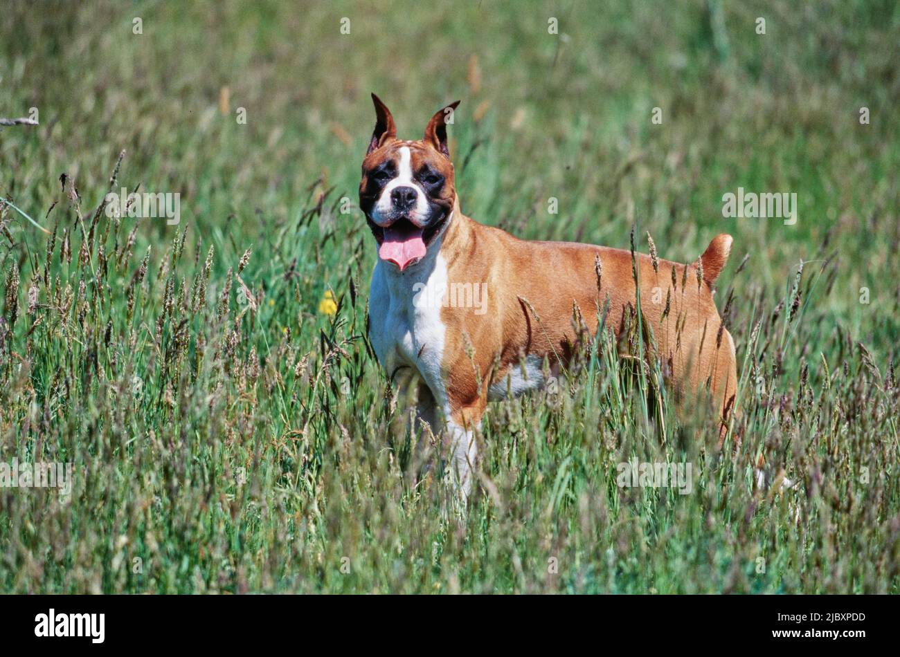 Boxer dog in tall grassy field Stock Photo - Alamy