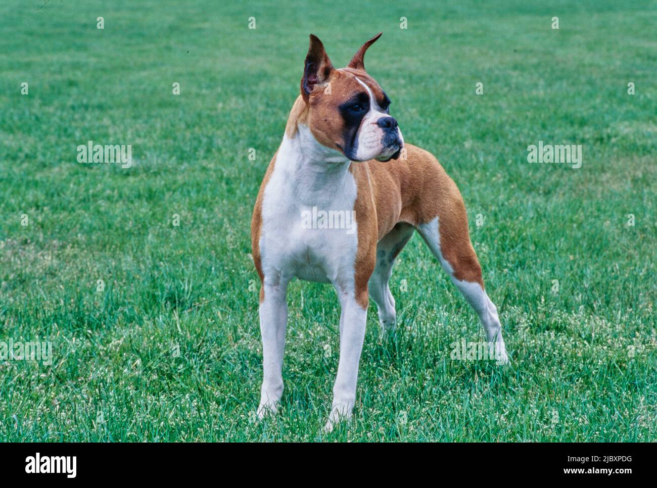 Boxer dog standing hi-res stock photography and images - Alamy