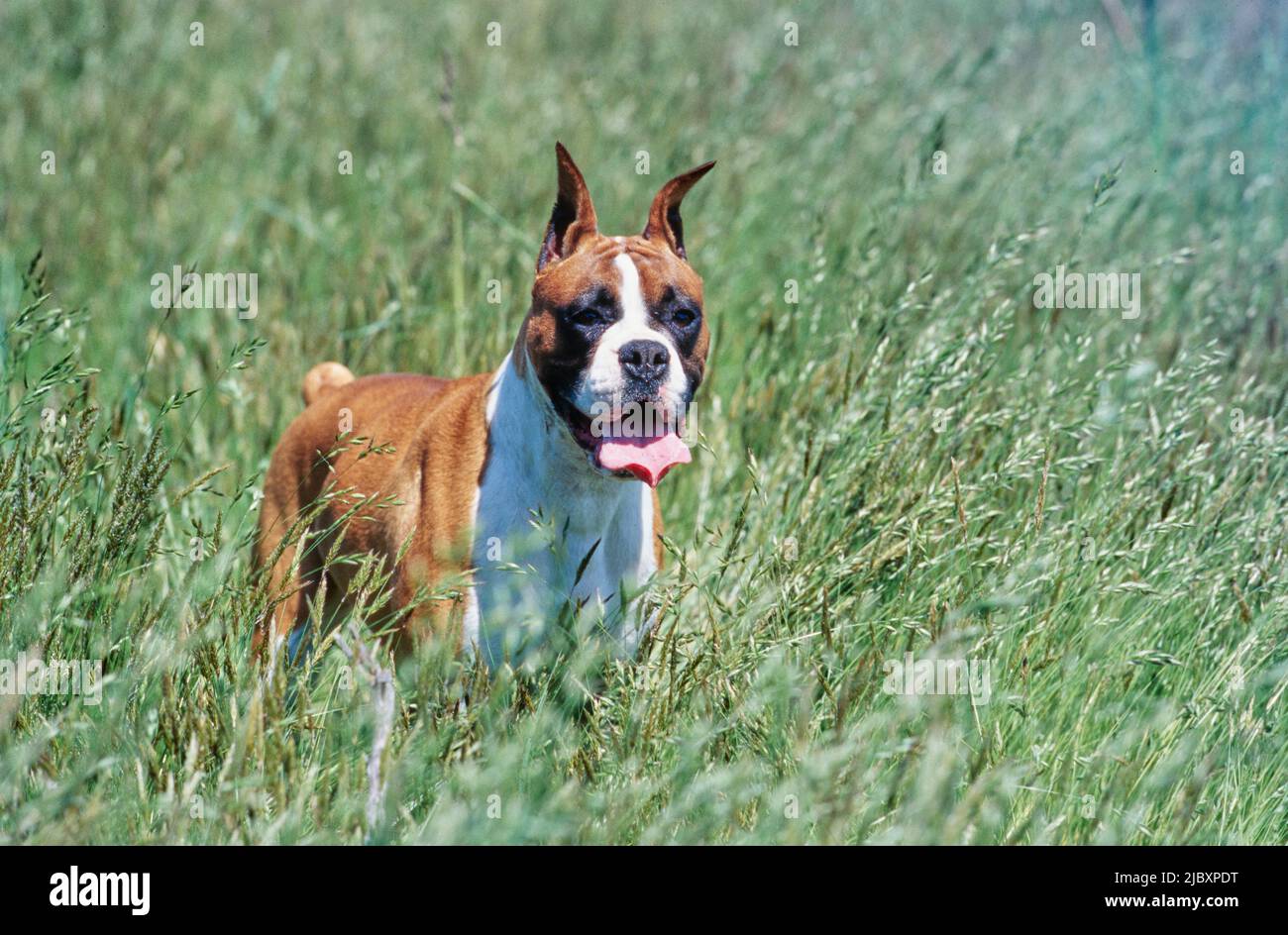 Boxer dog in tall grassy field Stock Photo - Alamy