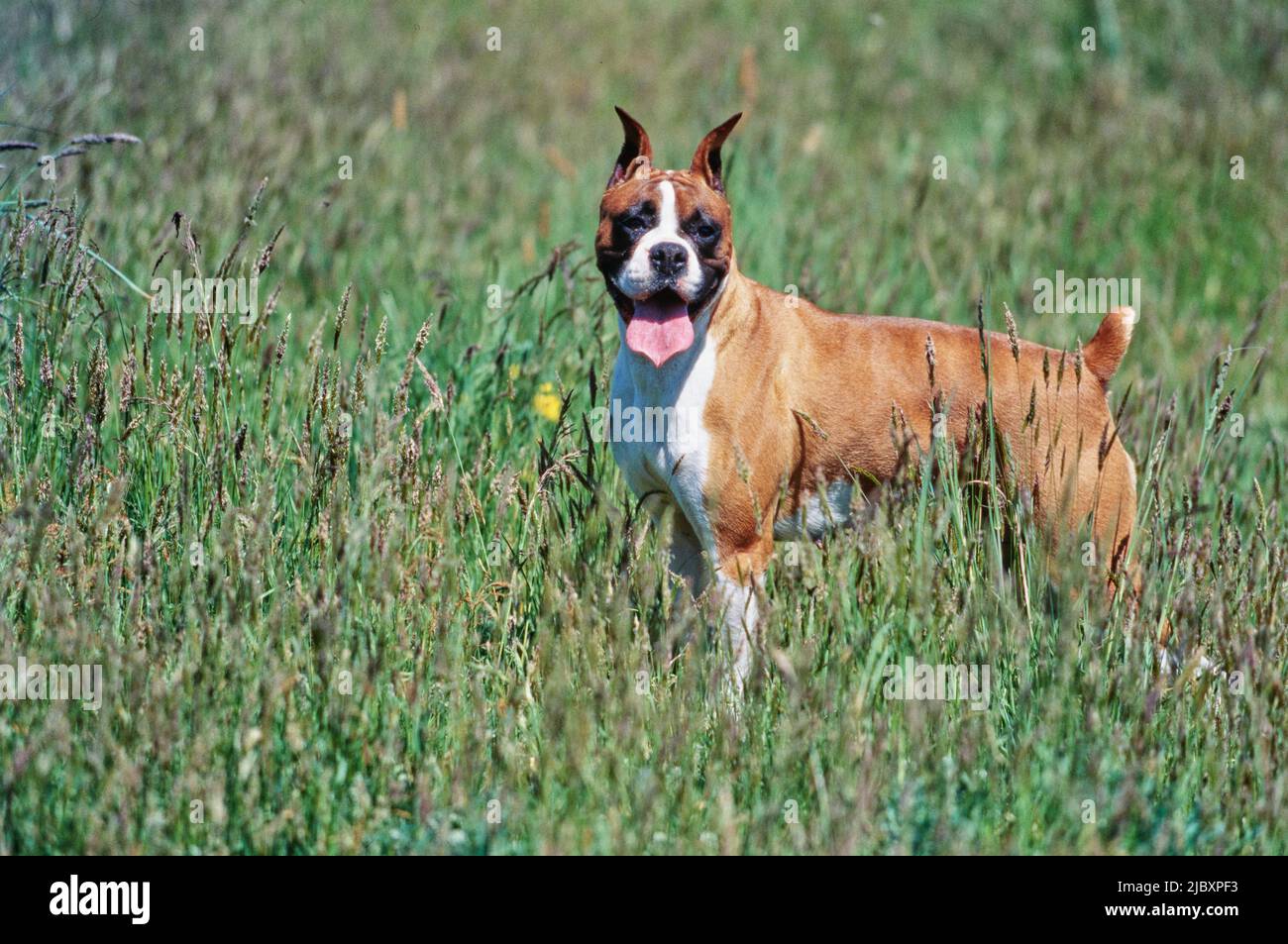 Tall breed hi-res stock photography and images - Alamy