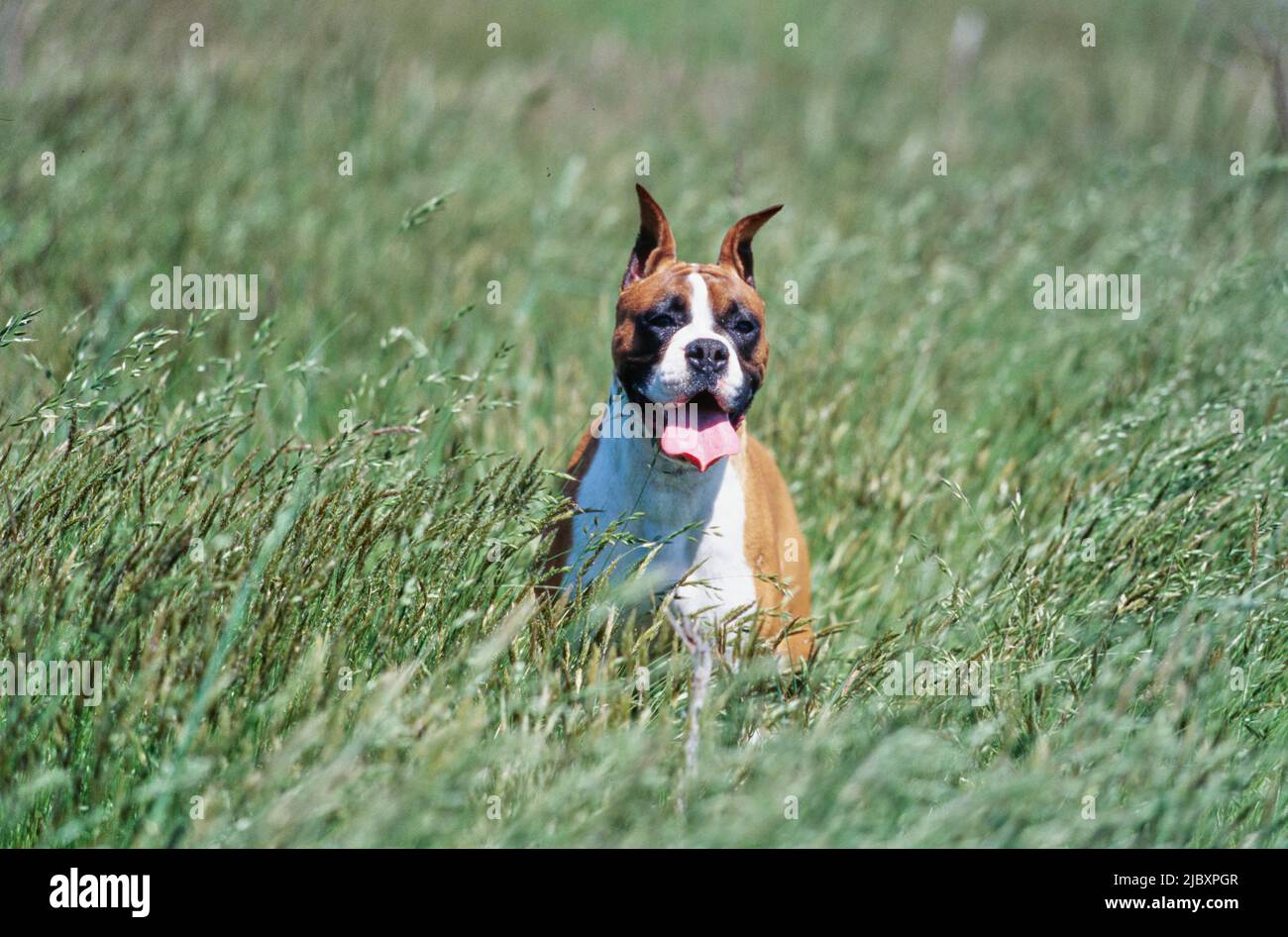 Tall breed hi-res stock photography and images - Alamy