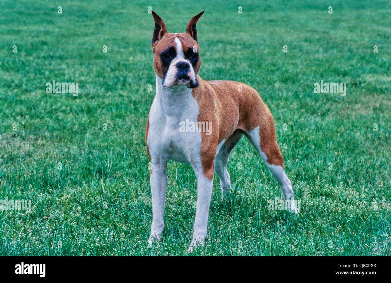 Boxer dog standing hi-res stock photography and images - Alamy