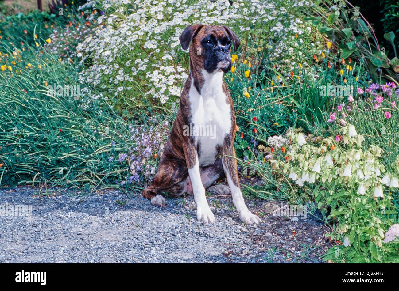 Brindle boxer puppy dog sitting in front of flowers Stock Photo - Alamy