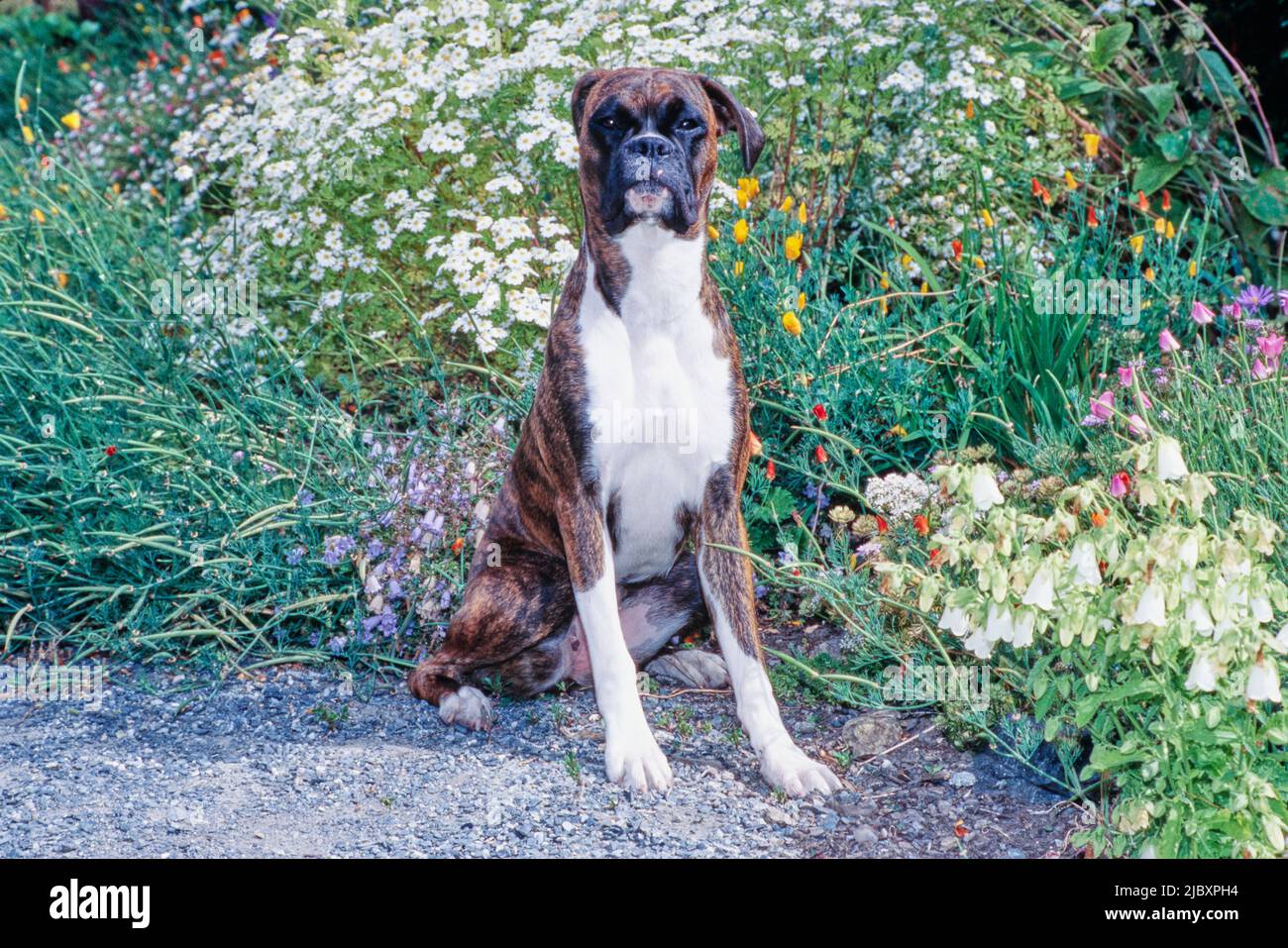 Brindle boxer puppy dog sitting in front of flowers Stock Photo - Alamy