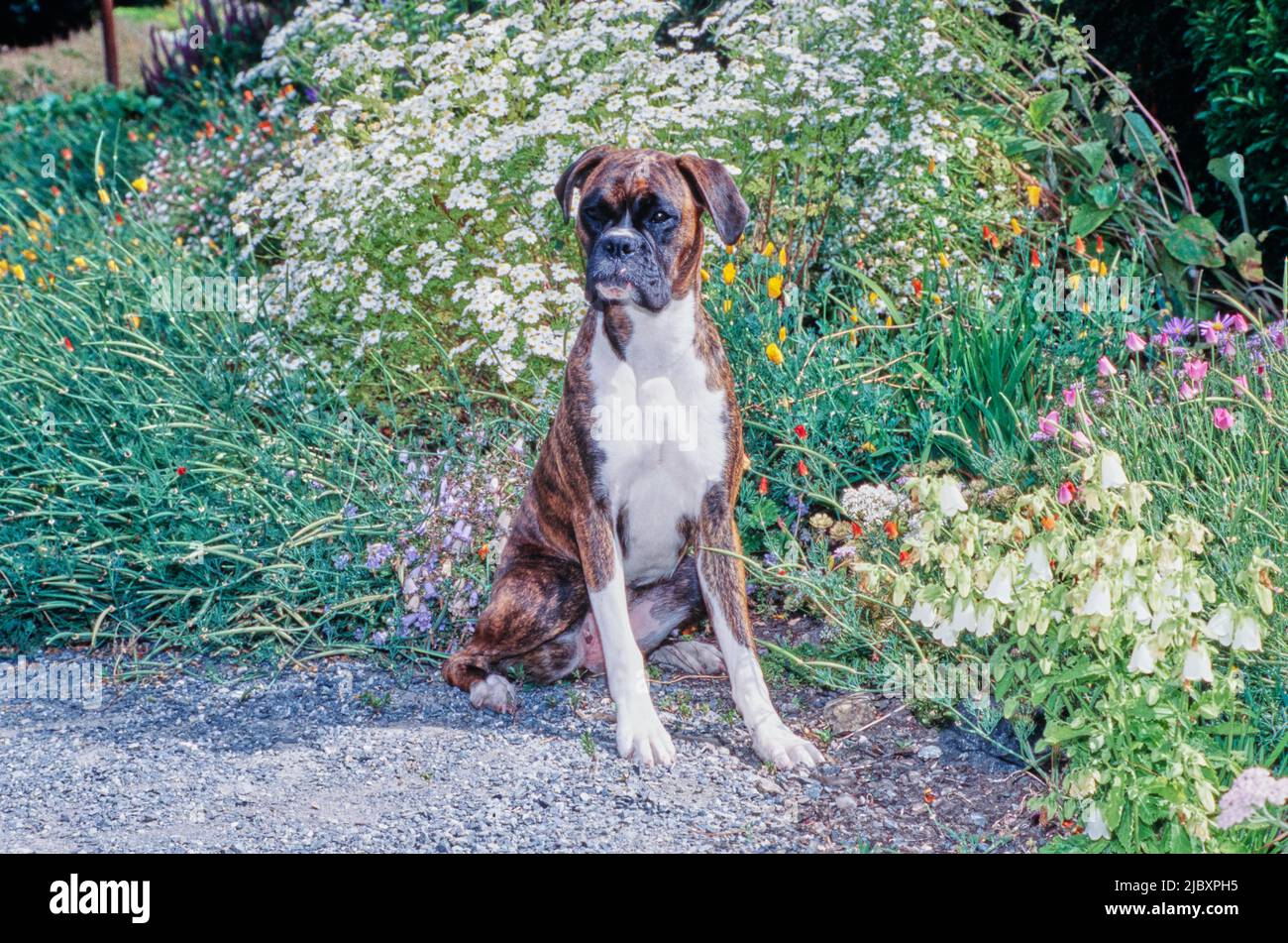 Brindle boxer puppy dog sitting in front of flowers Stock Photo - Alamy