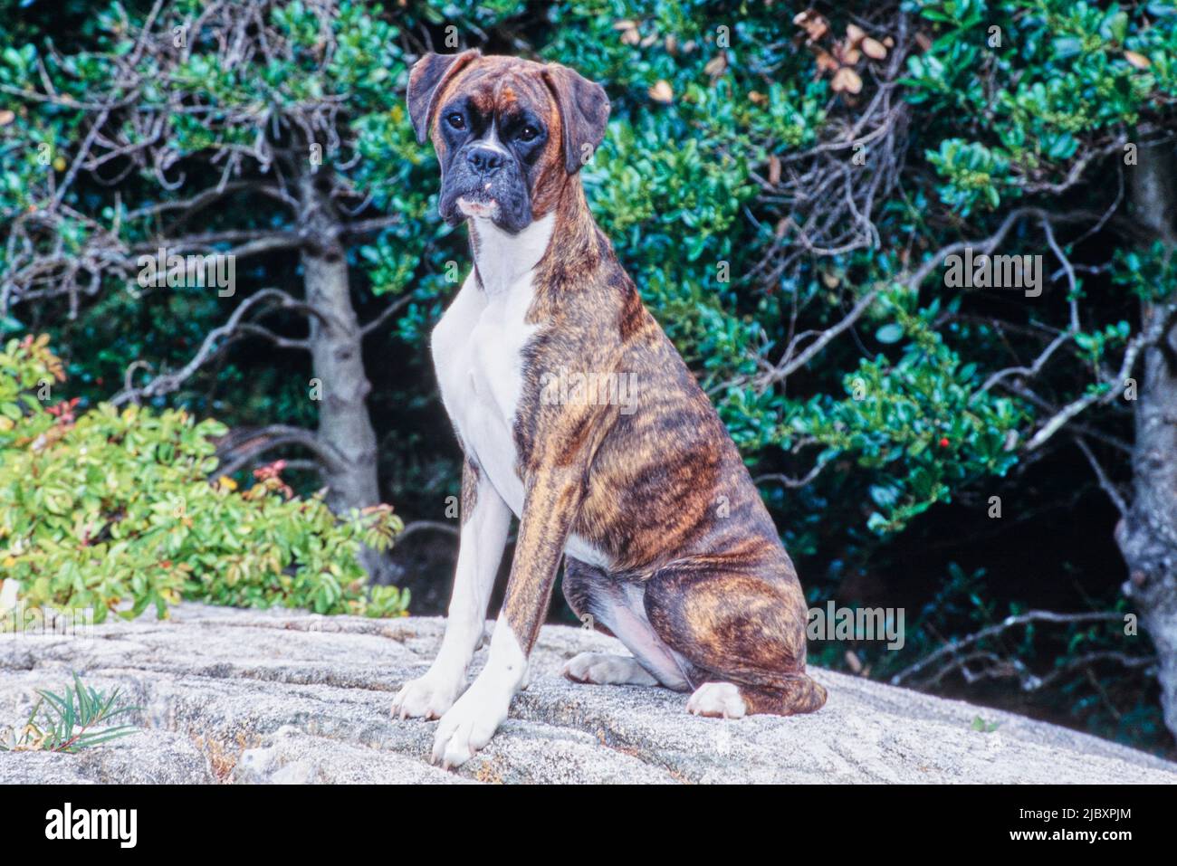 Brindle boxer puppy dog sitting on a rock in front of trees Stock Photo ...