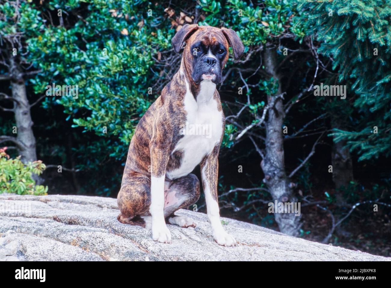 Brindle boxer puppy dog sitting on a rock in front of trees Stock Photo ...