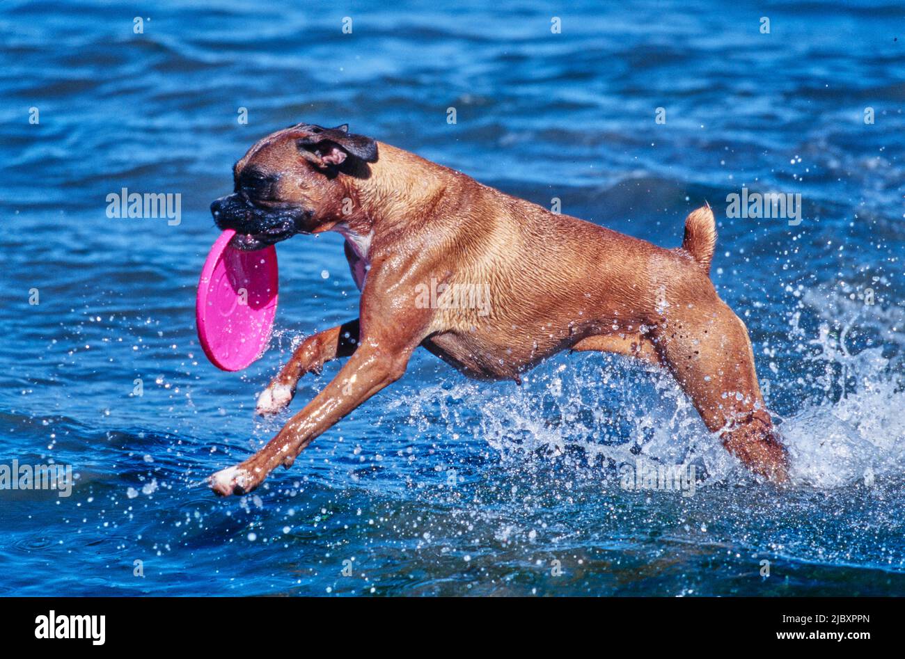 Boxer dog running through water with a pink frisbee in its mouth Stock ...