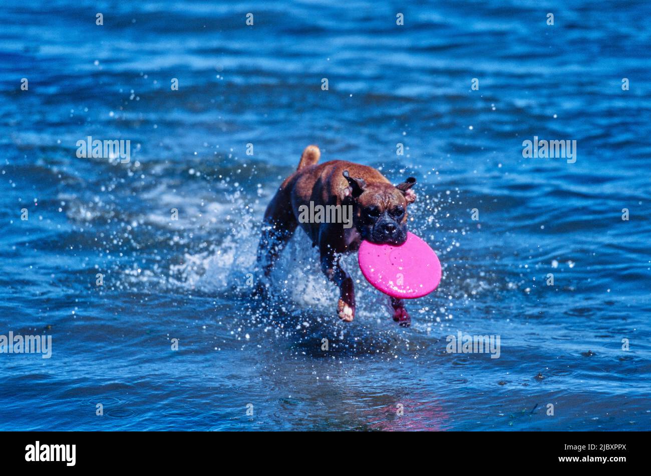 Boxer dog running through water with a pink frisbee in its mouth Stock ...