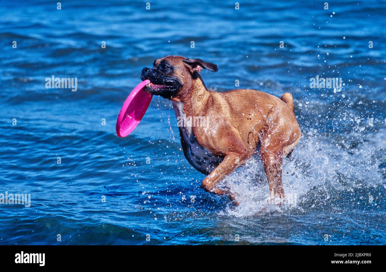 Boxer dog running through water with a pink frisbee in its mouth Stock ...
