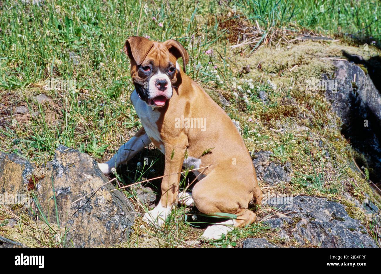 Teacup Boxer Full Grown