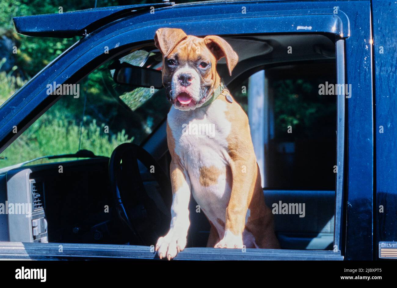 Do Boxers Use Their Front Paws