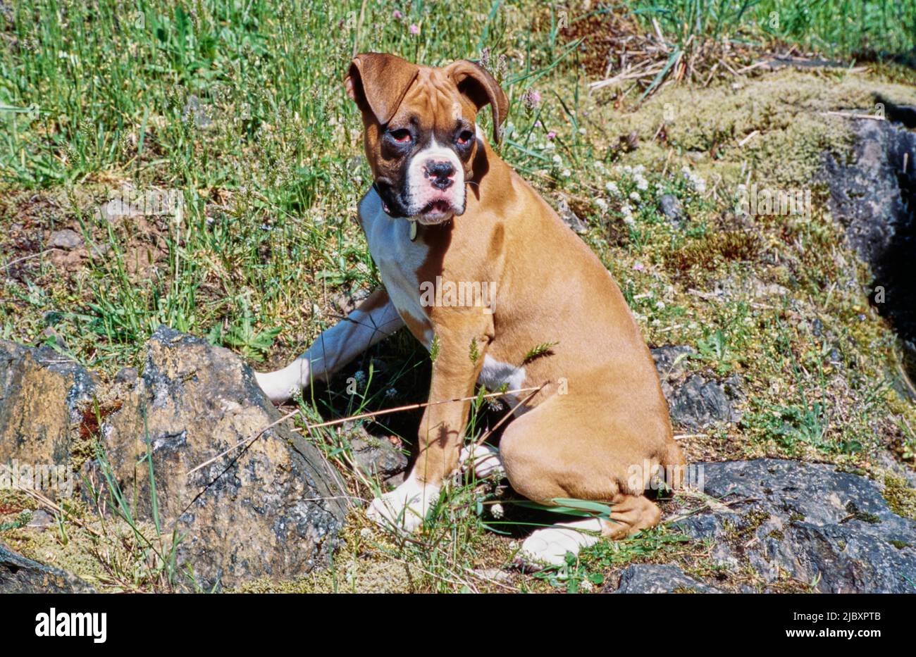 Rocky the boxer hi-res stock photography and images - Alamy