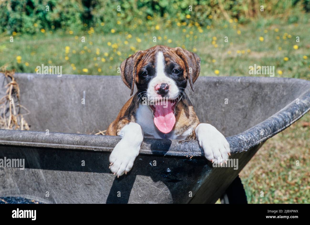 Brindle boxer puppy dog sitting in a wheelbarrow Stock Photo - Alamy