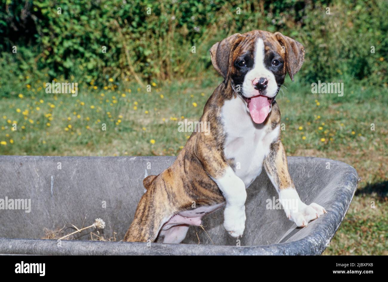 Brindle boxer puppy dog sitting in a wheelbarrow Stock Photo - Alamy