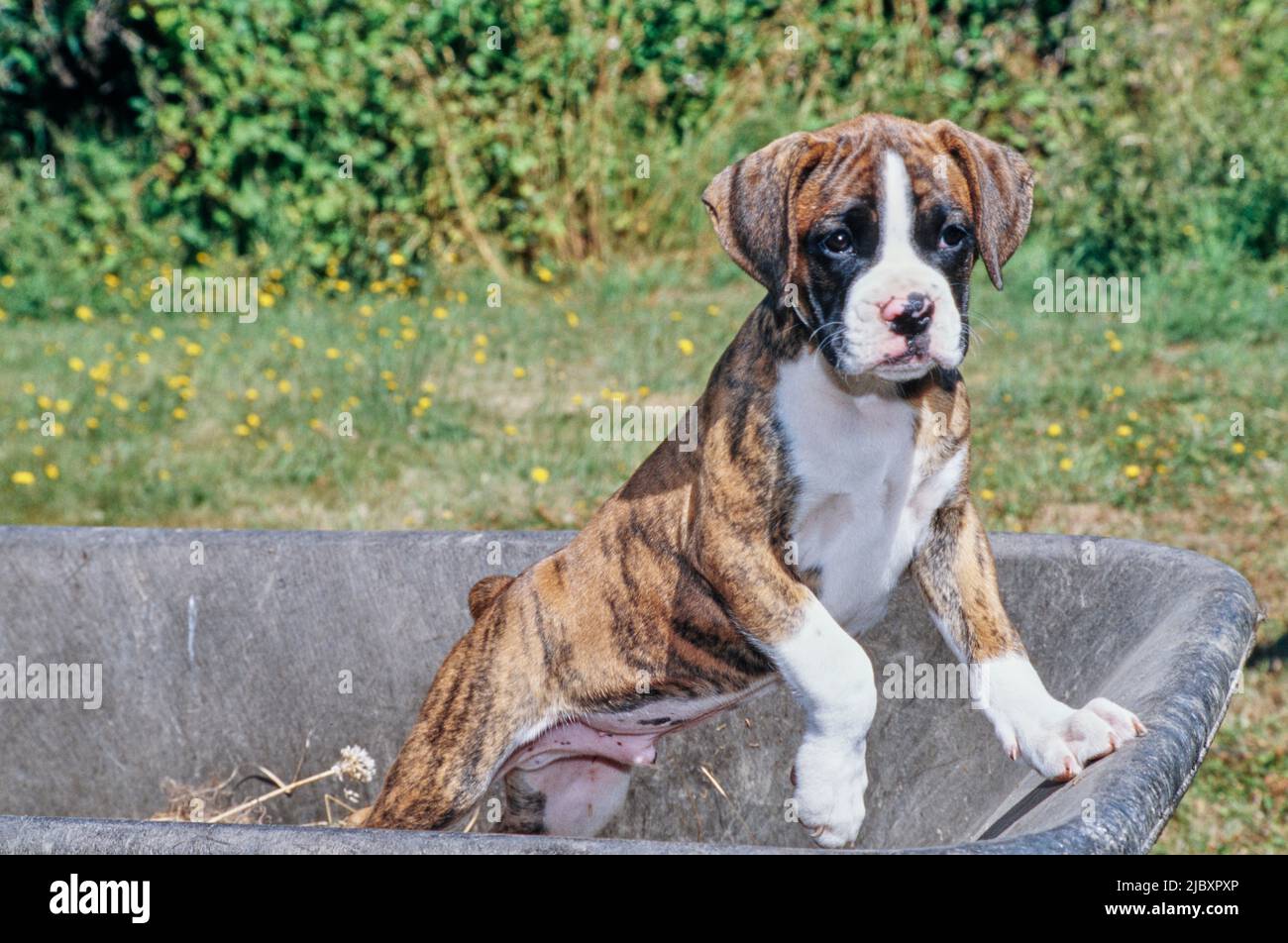 Brindle boxer puppy dog sitting in a wheelbarrow Stock Photo - Alamy