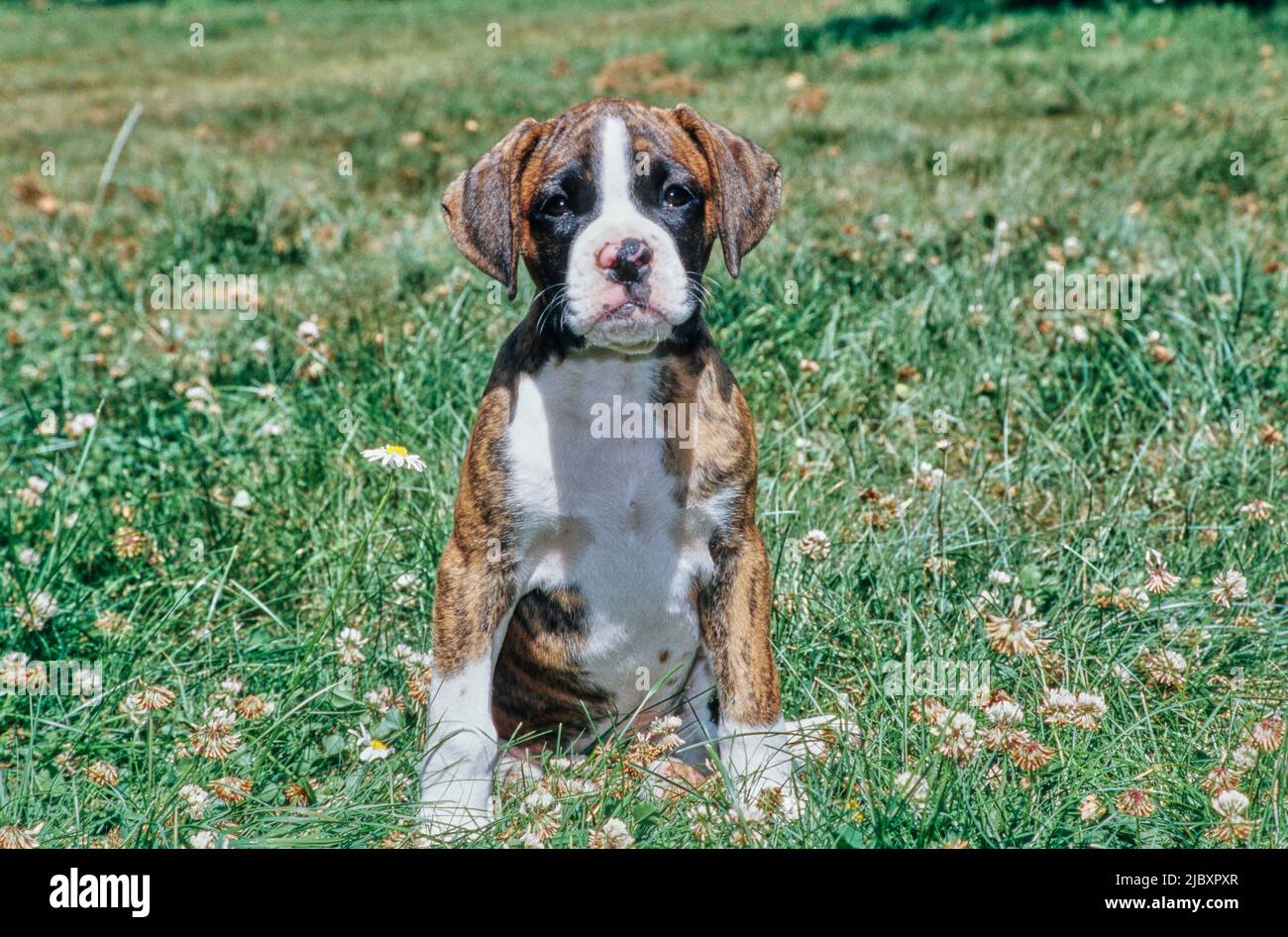 Brindle boxer puppy dog sitting in grass with wildflowers Stock Photo ...