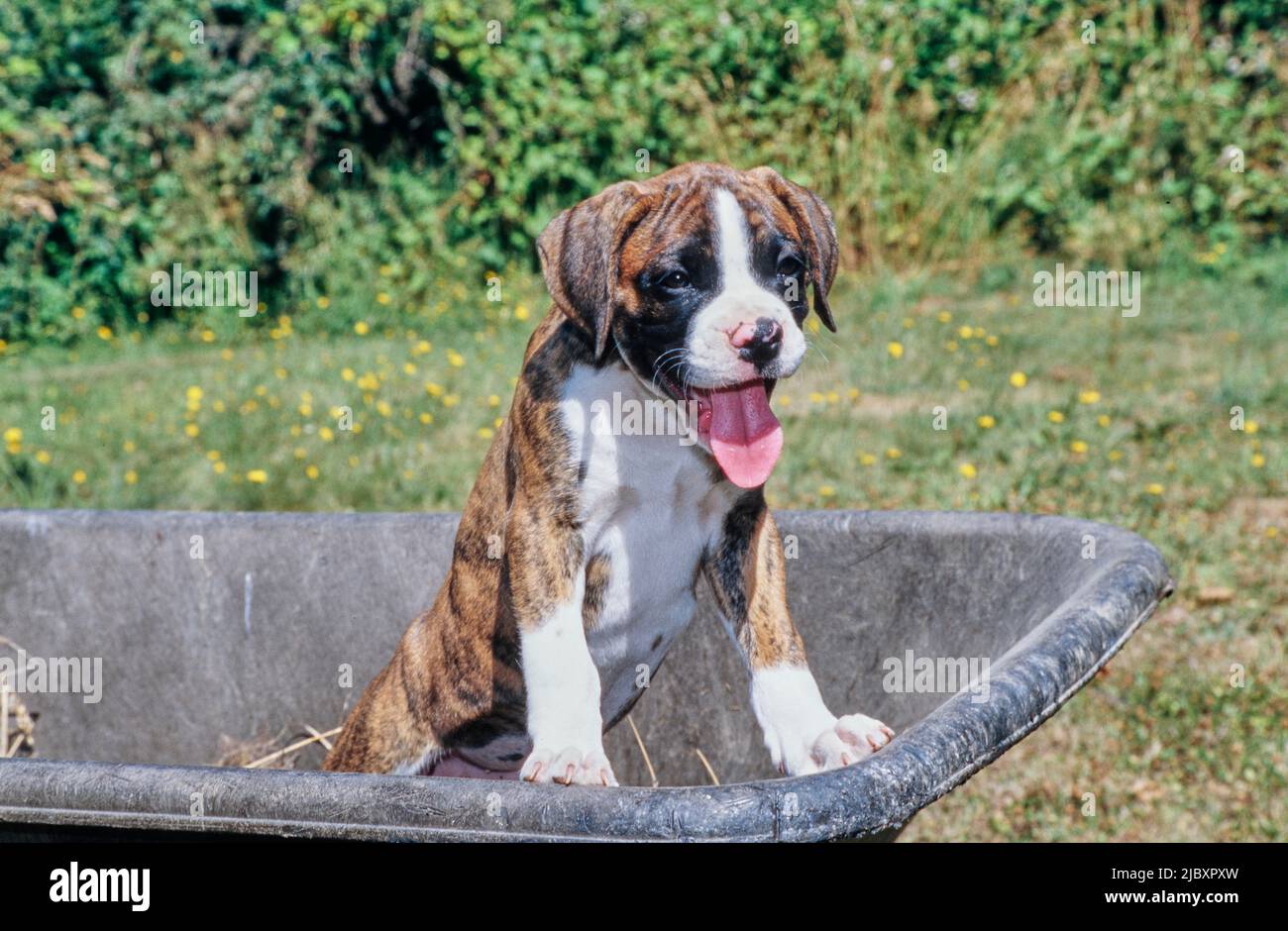 Brindle boxer puppy dog sitting in a wheelbarrow Stock Photo - Alamy