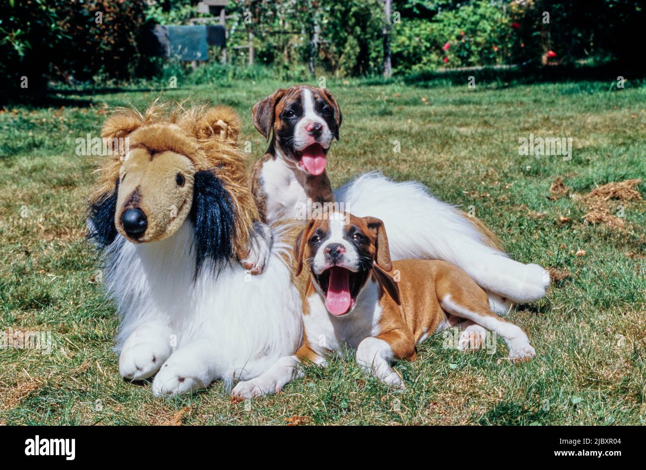 Change animal hi-res stock photography and images - Alamy