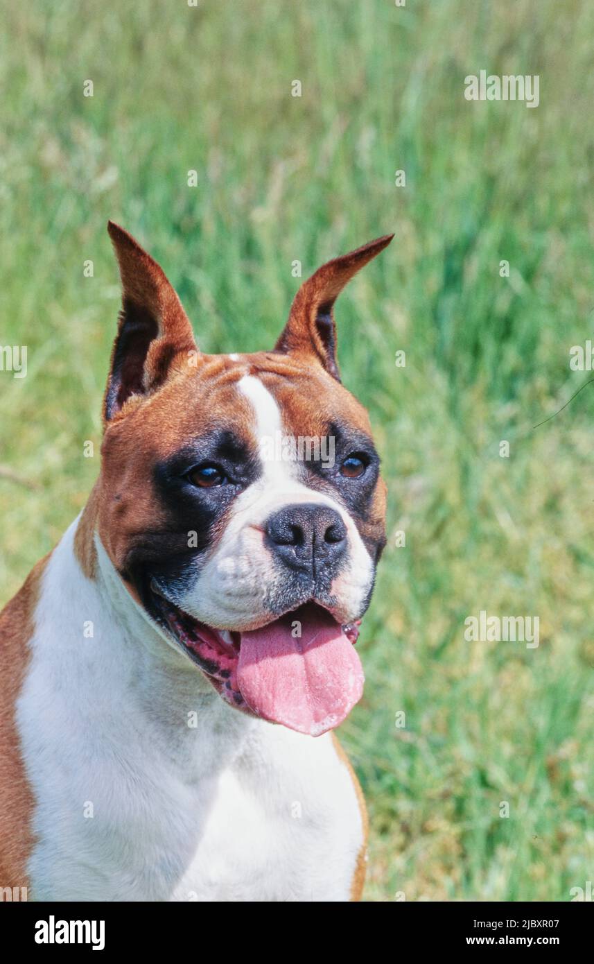 Boxer breed dogs hi-res stock photography and images - Alamy
