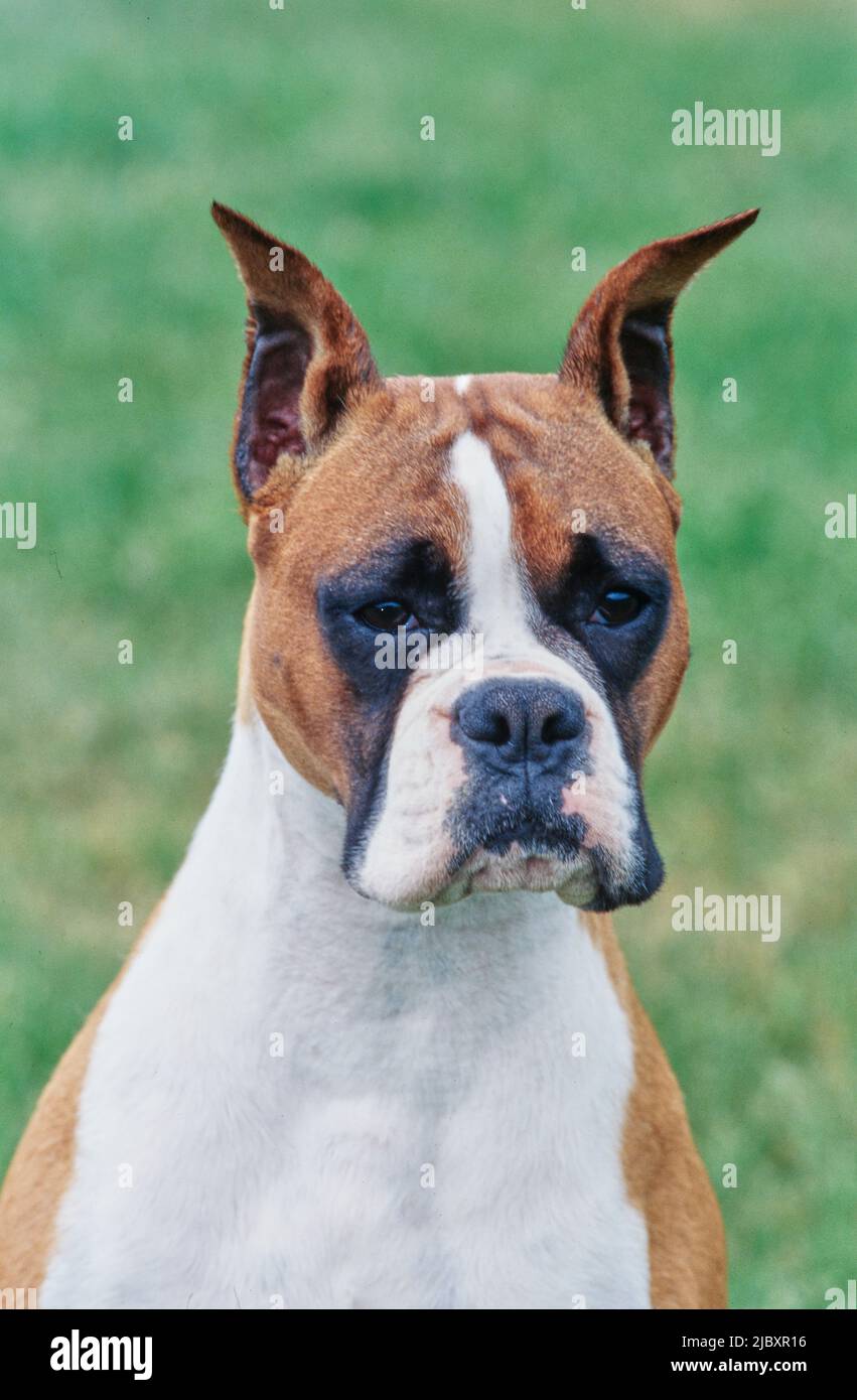 Boxer dogs face hi-res stock photography and images - Alamy