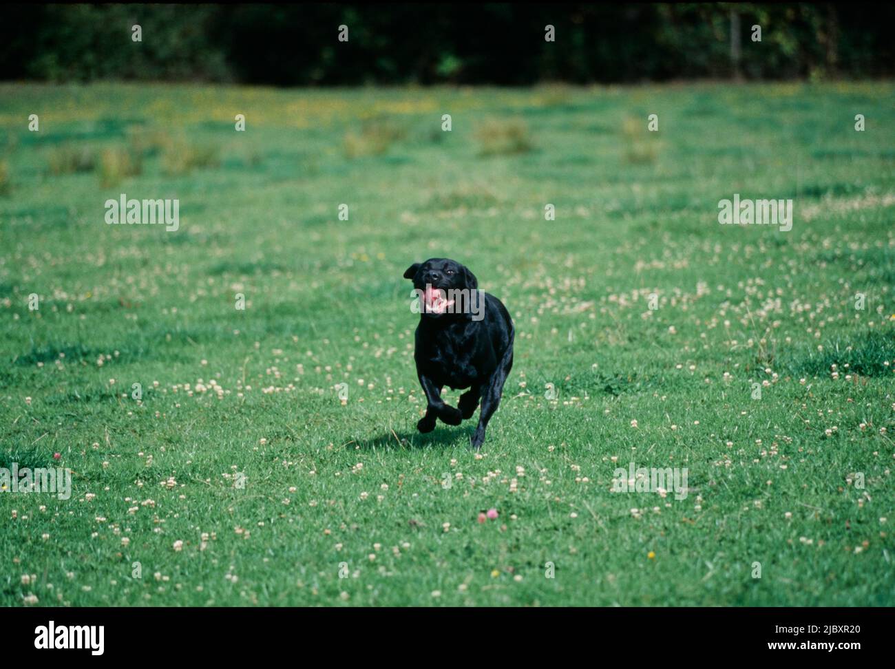 Black lab running in grass Stock Photo - Alamy