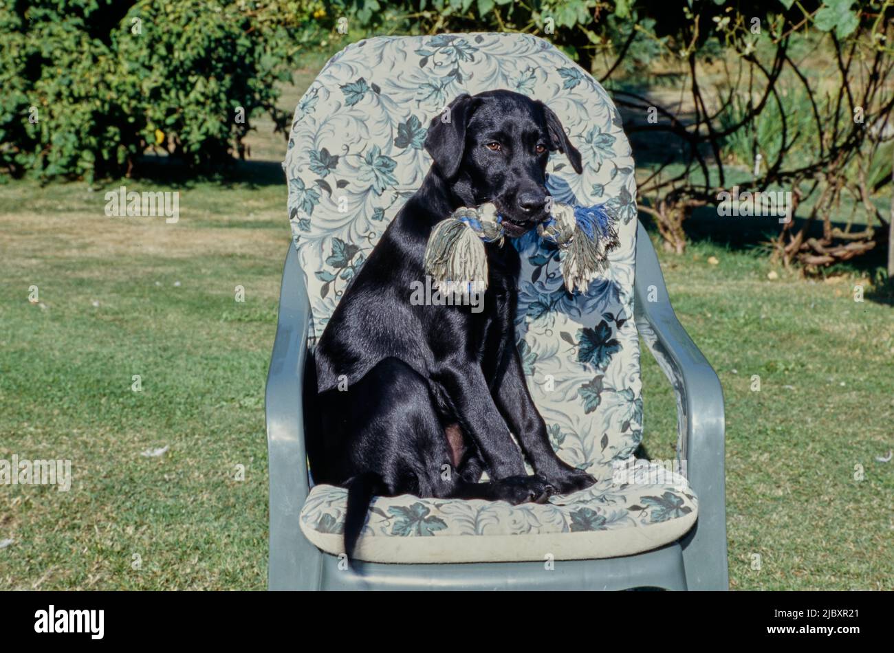 Labrador on lawn hi-res stock photography and images - Alamy