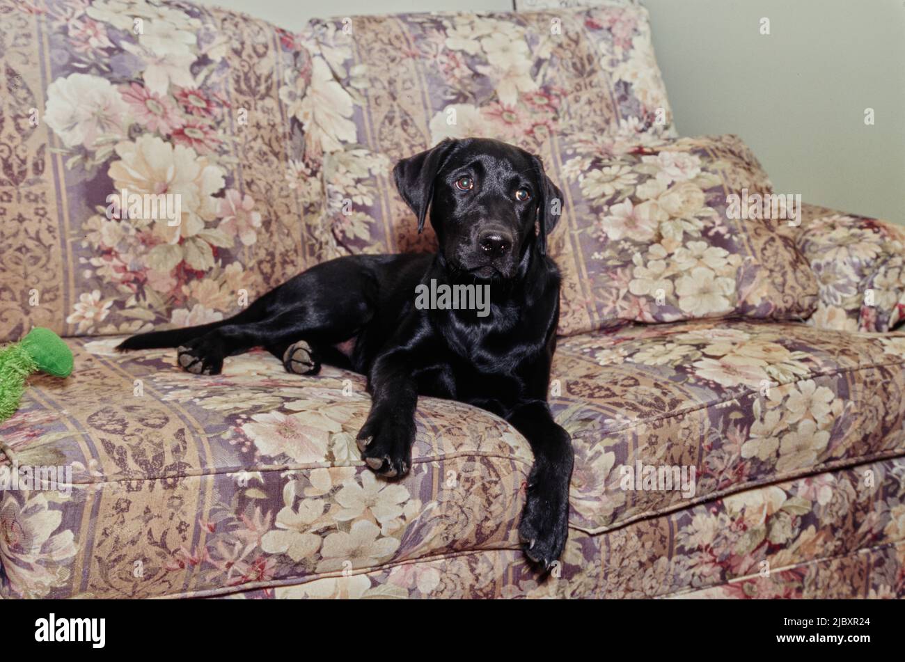 Black labrador with toy hi-res stock photography and images - Alamy