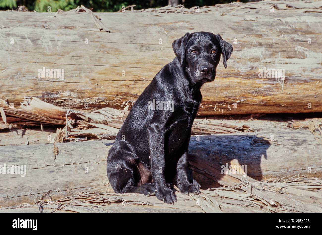 Lab tree hi-res stock photography and images - Alamy