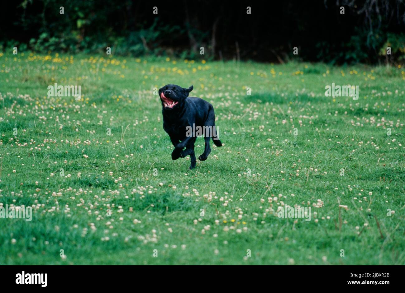 Black lab running in grass Stock Photo - Alamy