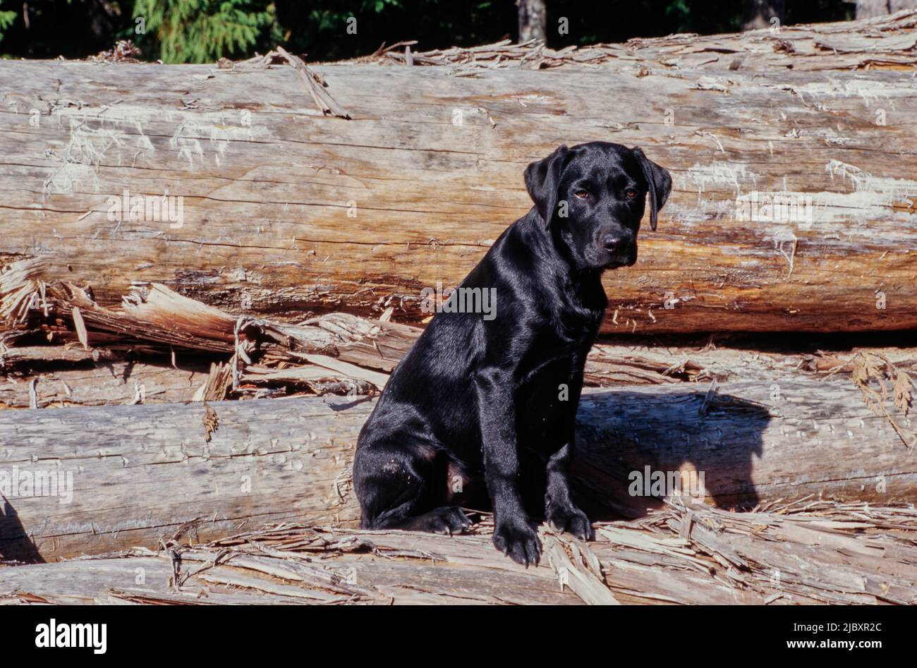 Lab tree hi-res stock photography and images - Alamy