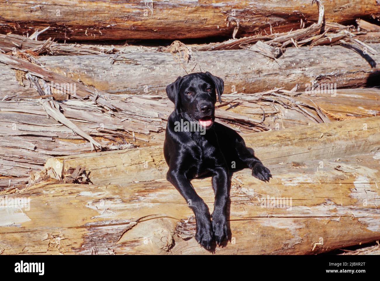 Lab tree hi-res stock photography and images - Alamy