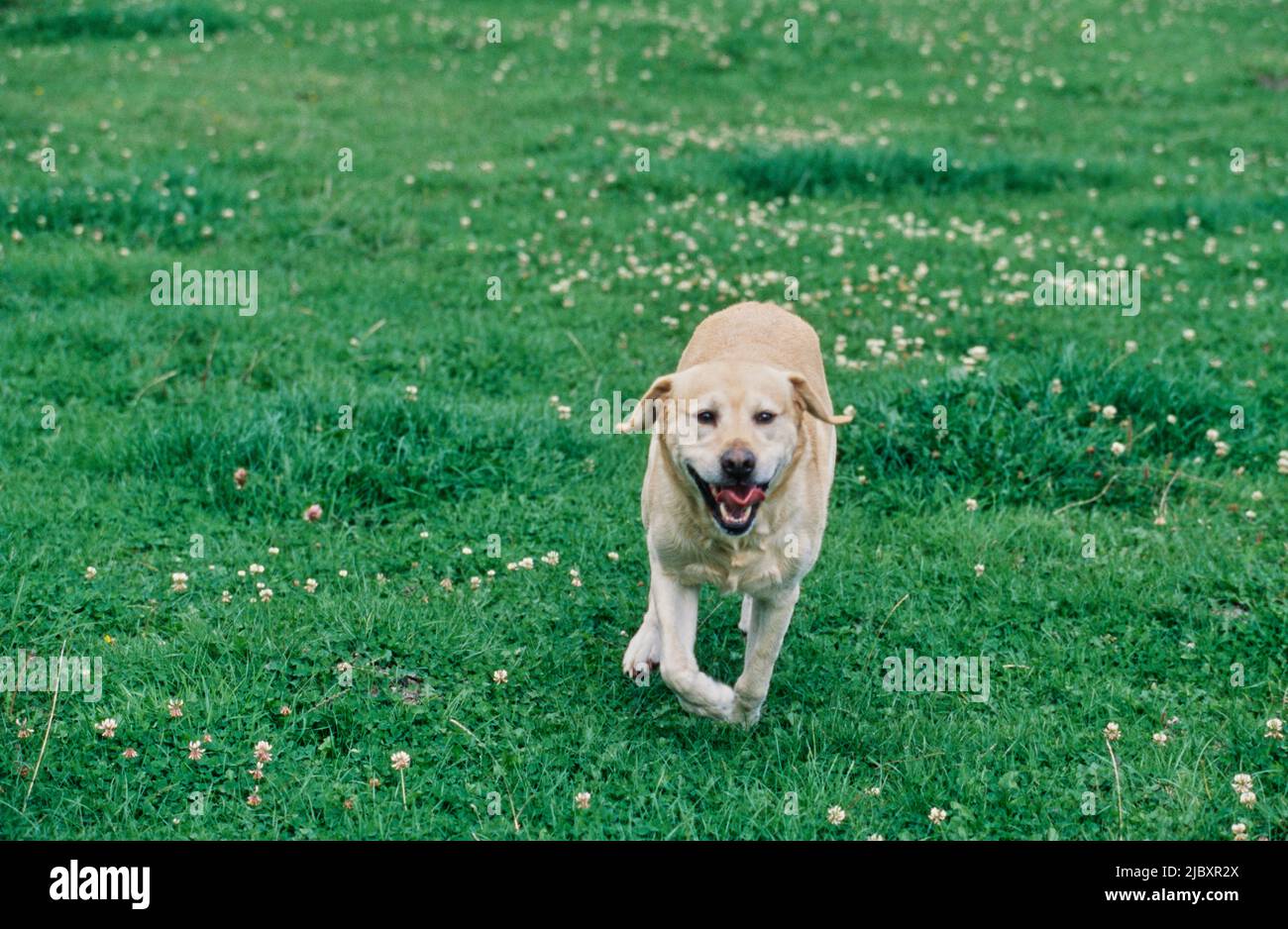 Yellow lab running in grass Stock Photo - Alamy