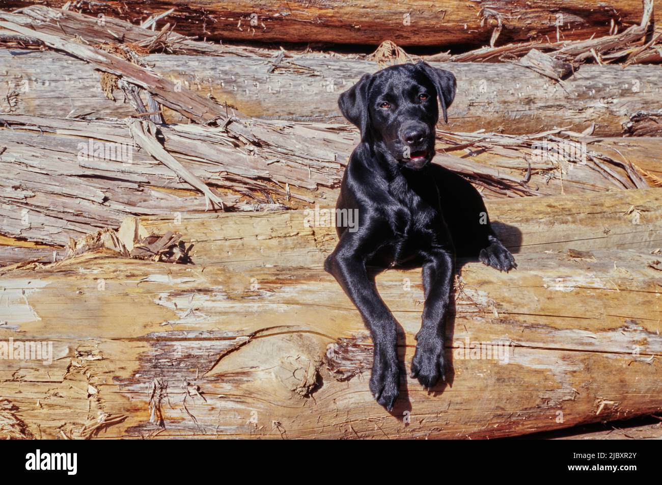 Young black lab on tree trunk Stock Photo - Alamy