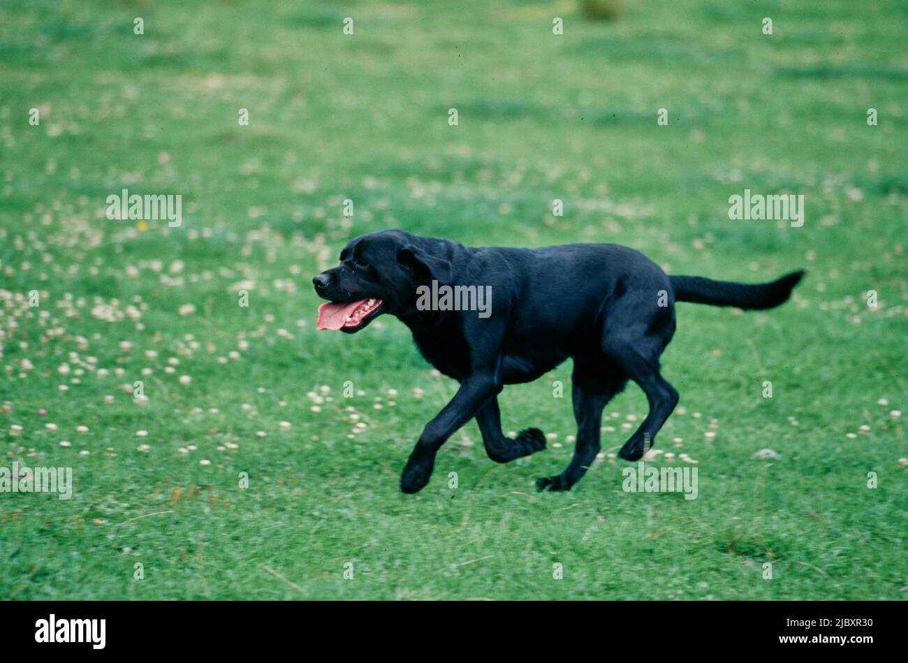 Black lab running in grass Stock Photo - Alamy