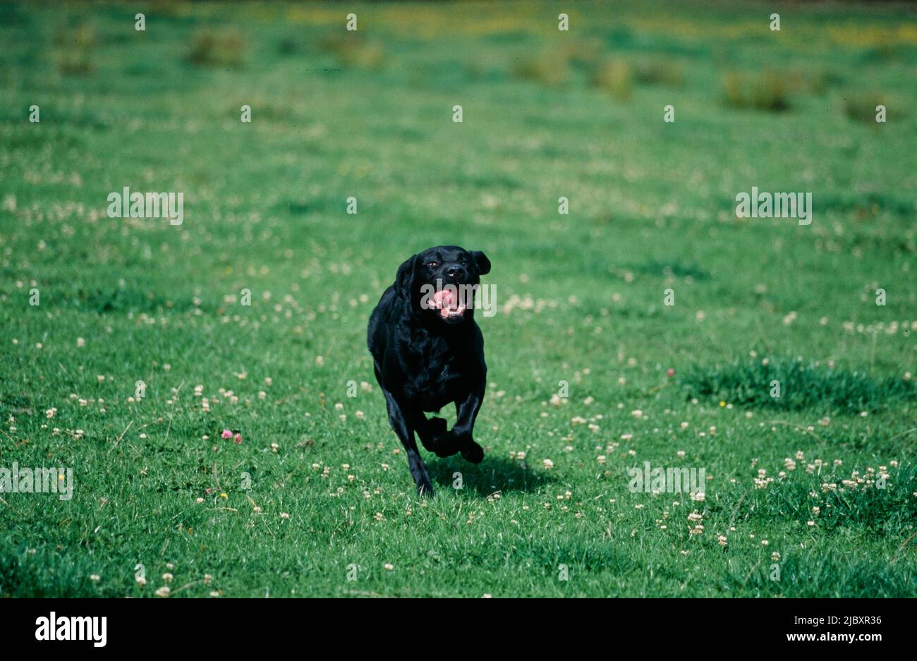 Black lab running in grass Stock Photo - Alamy