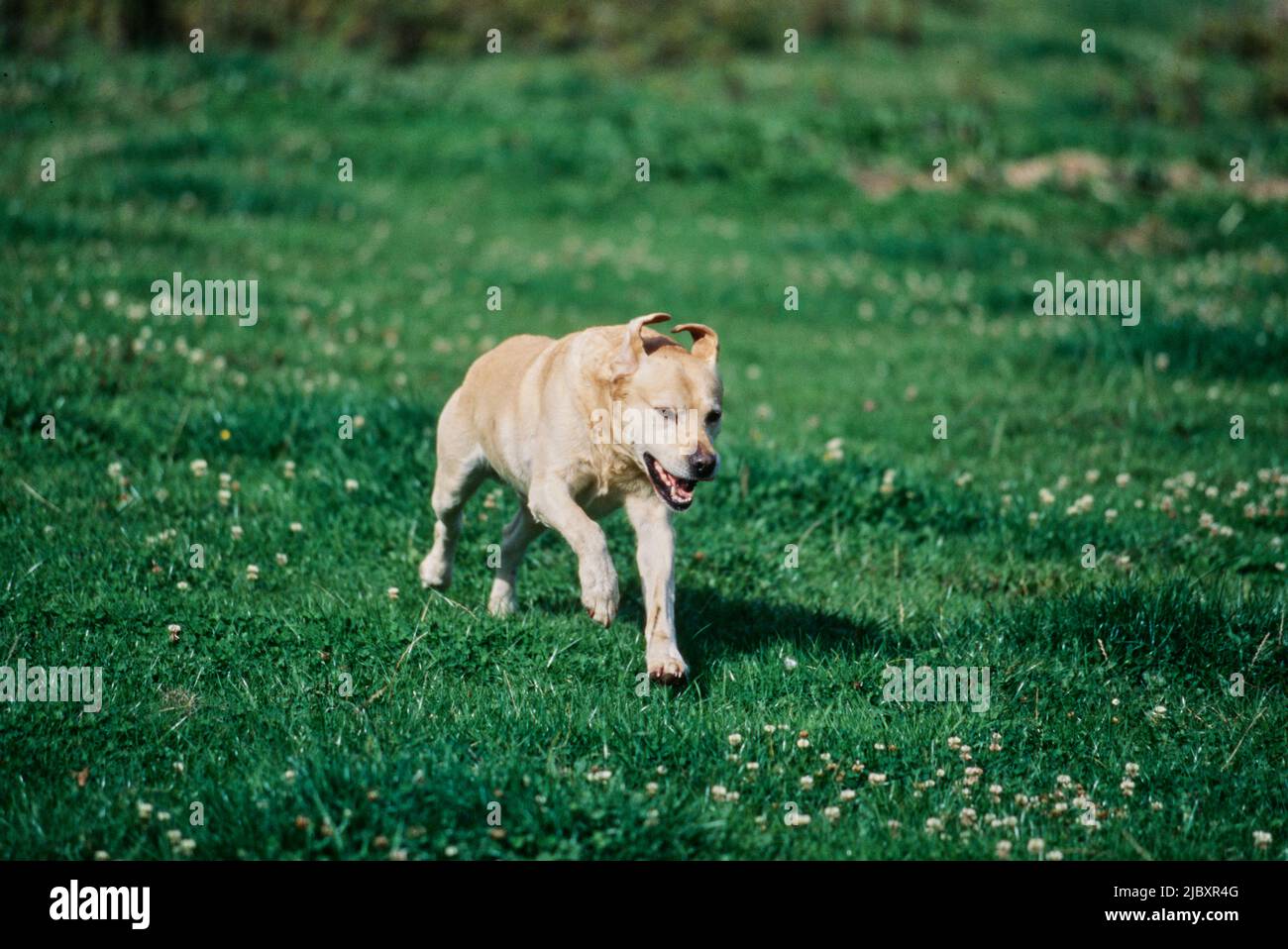 Yellow lab running in grass Stock Photo - Alamy
