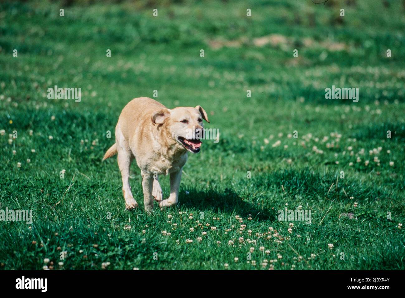 Yellow lab running in grass Stock Photo - Alamy