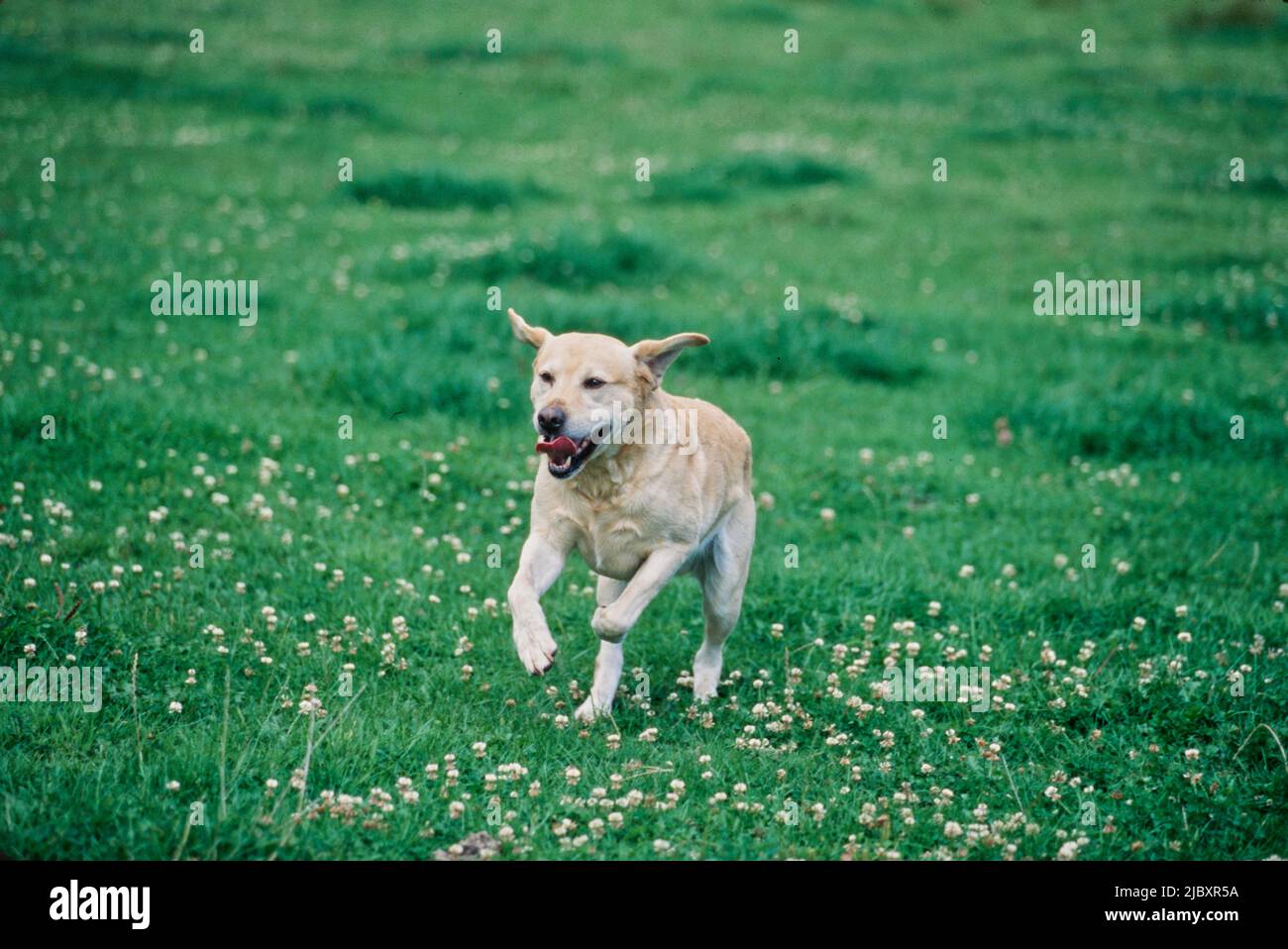 Yellow lab running in grass Stock Photo - Alamy
