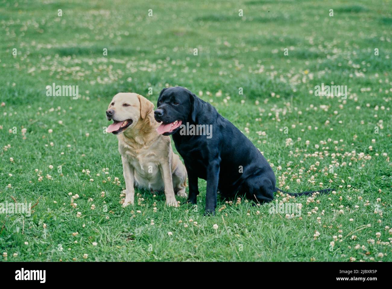 Black labrador in grassy hi-res stock photography and images - Alamy