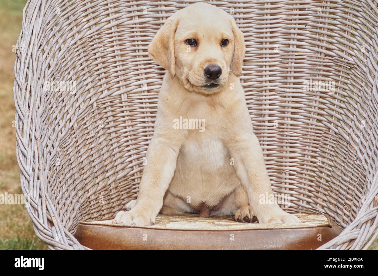 Yellow lab puppy in wicker chair Stock Photo - Alamy