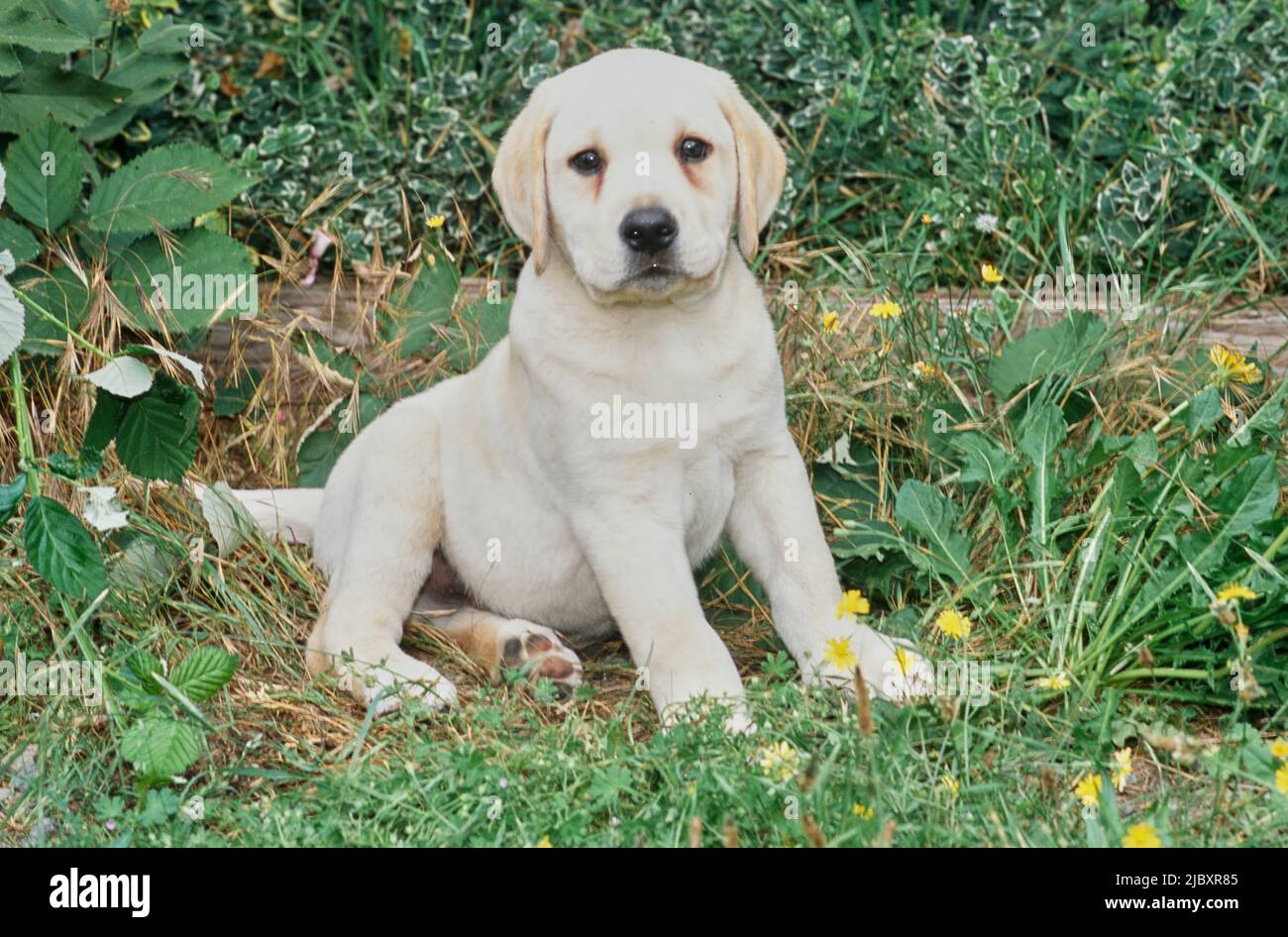 Garden lab hi-res stock photography and images - Alamy